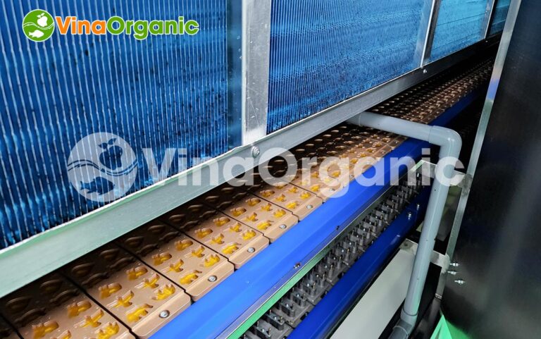 Dây chuyền sản xuất kẹo dẻo hình gấu, kẹo chip chip, gummy bear