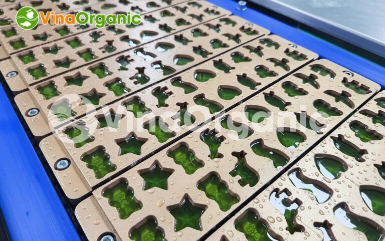 Dây chuyền sản xuất kẹo dẻo hình gấu, kẹo chip chip, gummy bear