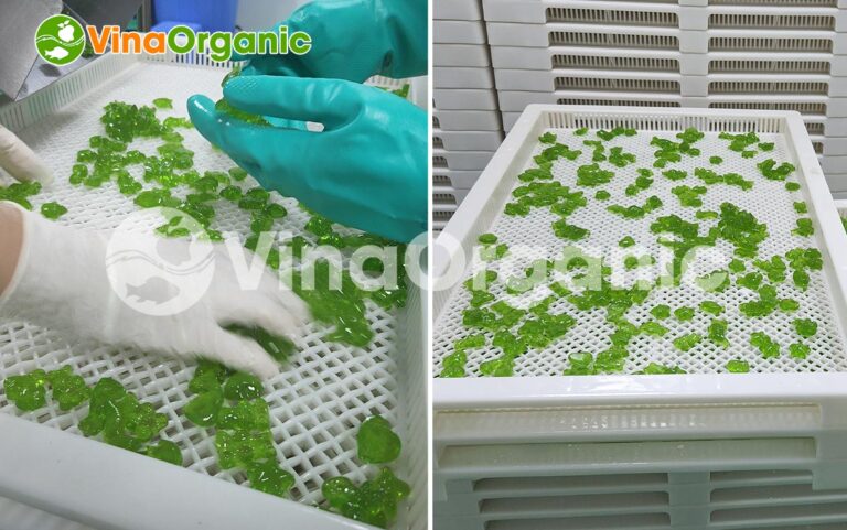 Dây chuyền sản xuất kẹo dẻo hình gấu, kẹo chip chip, gummy bear