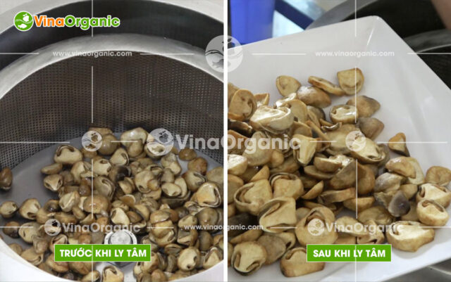 Dây chuyền sản xuất snack nấm rơm năng suất 10kg/mẻ