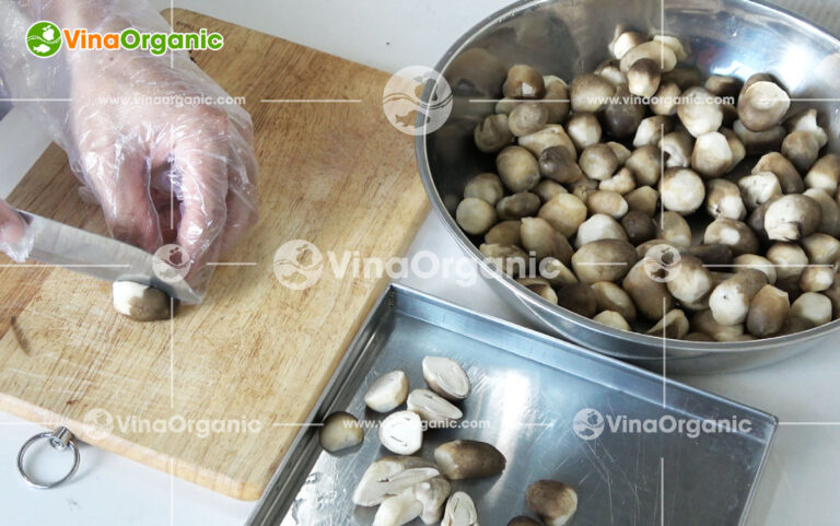 Dây chuyền sản xuất snack nấm rơm năng suất 10kg/mẻ