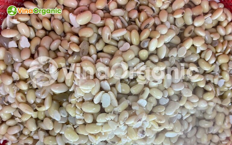 Chuyển giao công nghệ Tempeh - Thực phẩm lên men từ đậu nành