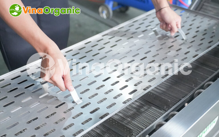 MCBT100 - Máy chiên băng tải 100L, chiên chả lươn, đậu phộng